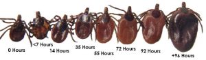 Blacklegged Tick Anatomy and Identification – Tickipedia