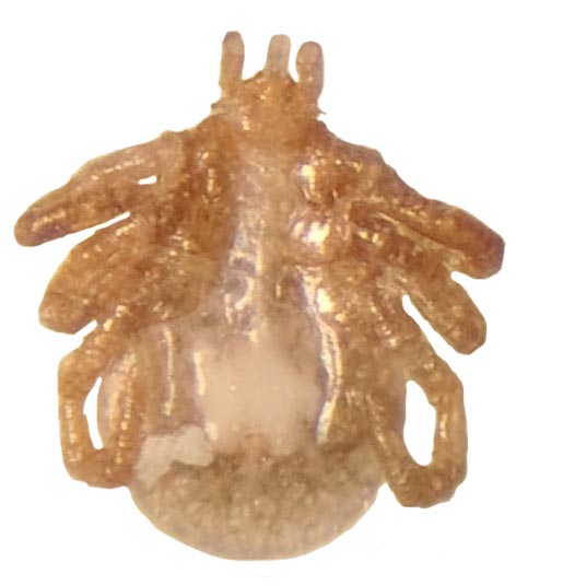 Blacklegged Tick Anatomy and Identification – Tickipedia