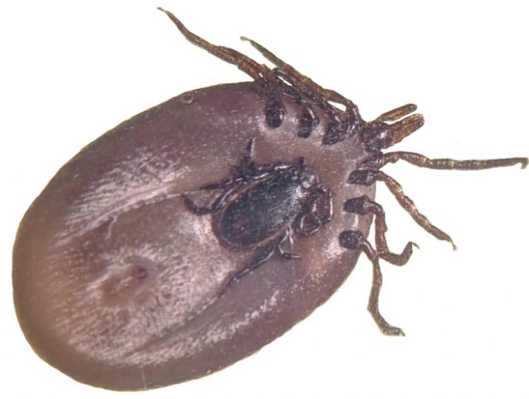 Blacklegged Tick Information – Tickipedia