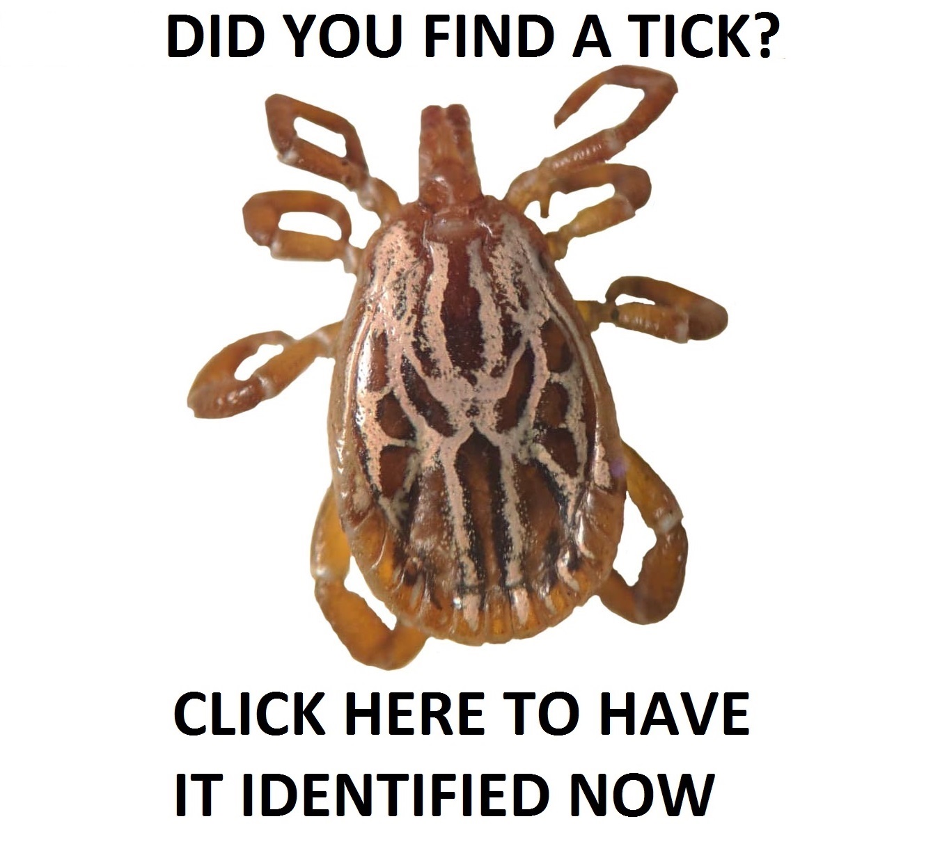 Tickipedia – The Complete Tick Resource Site