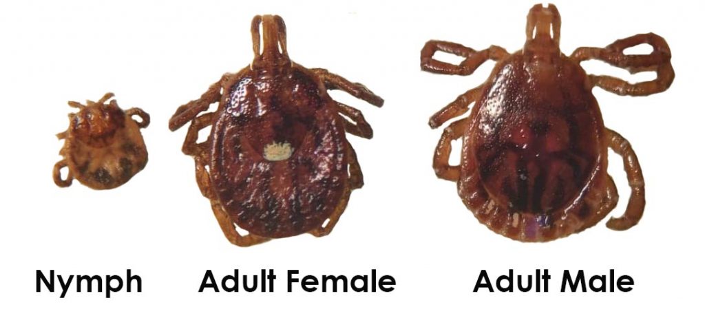 Lone Star Tick – Tickipedia